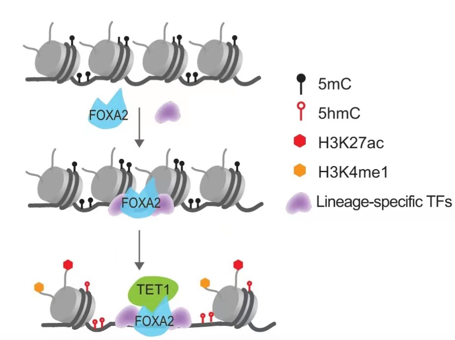 UM FHS research team creates breakthrough in cell replacement therapies ...